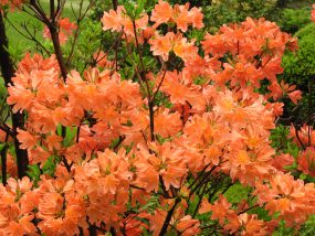 Kigo - Yuki Teikei (有季定型) Haiku Society